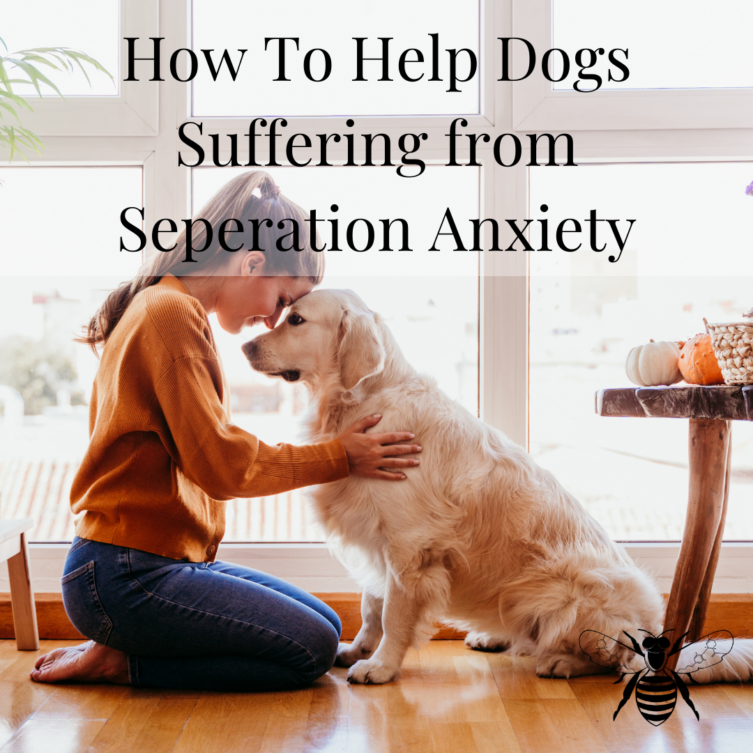 How To Help Dogs Suffering from Separation Anxiety – Fallen Pollen ...